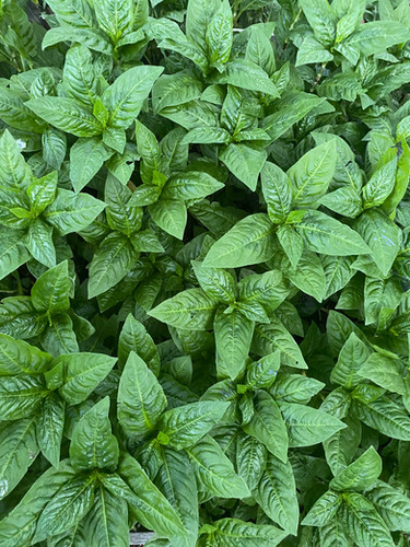 Japanese Indigo Seeds (Persicaria tinctoria) | Anna Meier
