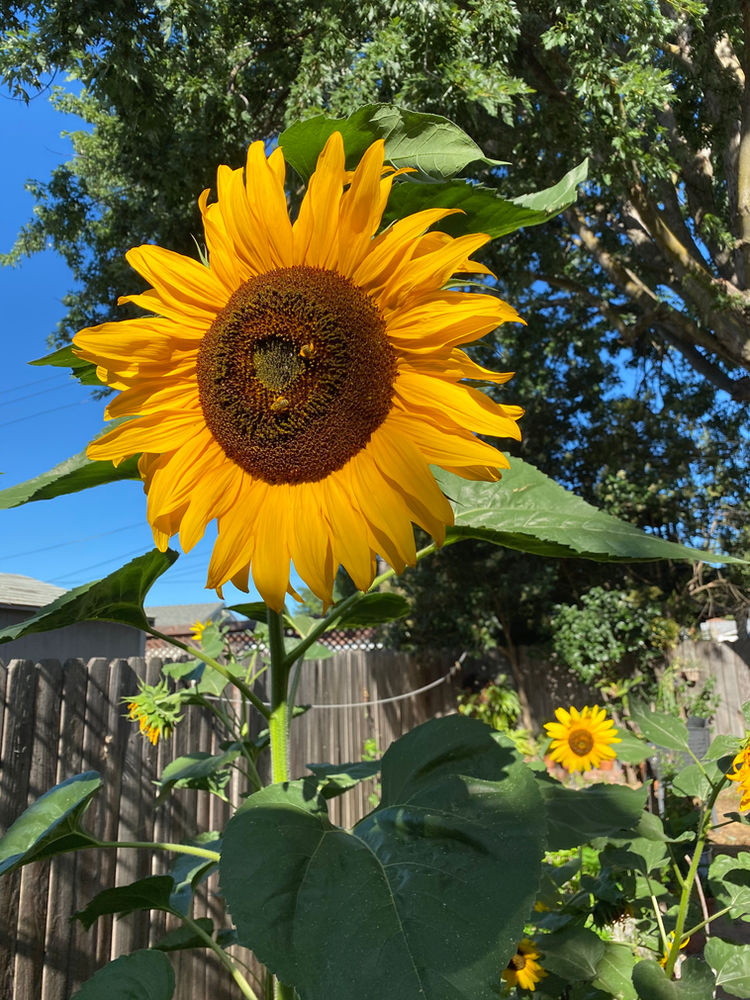 Hopi Black Dye Sunflower (Tceqa' Qu' Si)