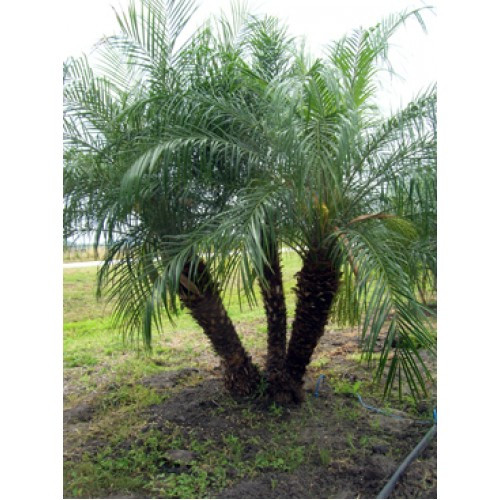 Pygmy Date Palm - Triple Trunk | Buy Or Rent Palm Trees In CT