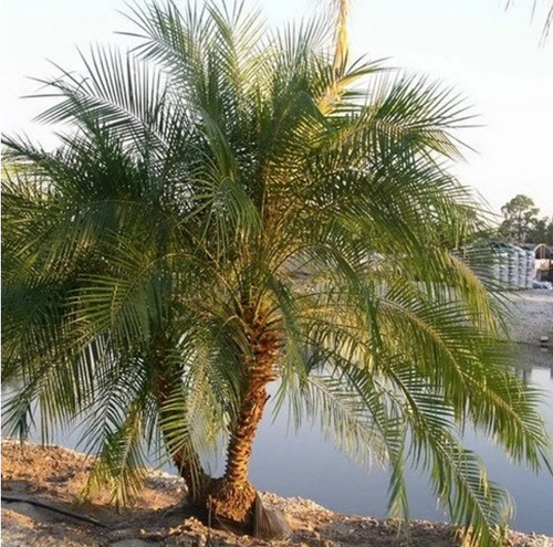 Pygmy Date Palm - Double Trunk | Buy Or Rent Palm Trees In CT