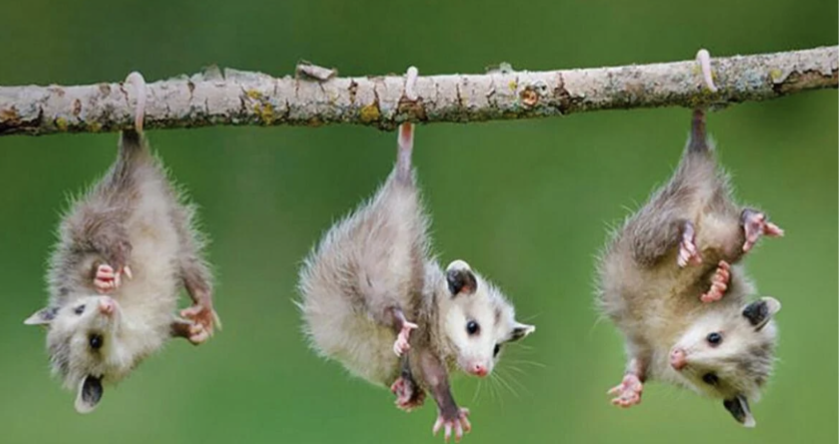 Do opossums hang from trees upside down when they sleep?
