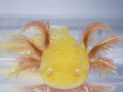 Fluffy gilled golden (7-10 inches) | Appalachian Axolotls