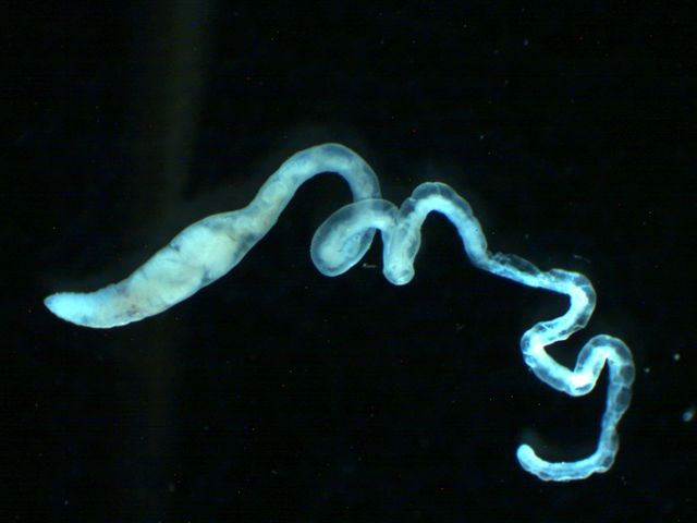 Tubificoides heterochaetus (Michaelsen, 1926)