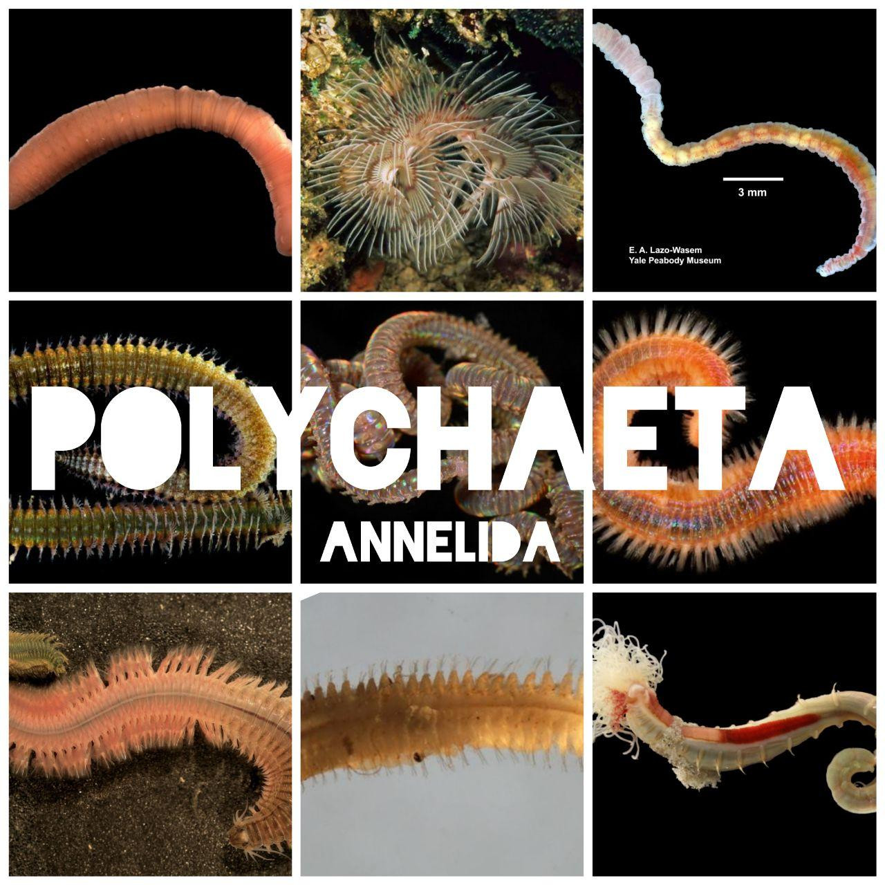 Poliquetos | Museu Virtual Zoo II