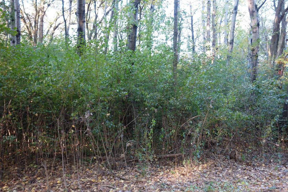 Removing Buckthorn and other Invasive Species