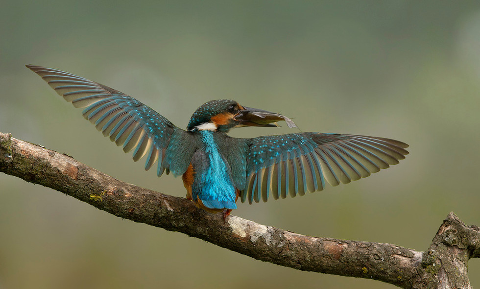 Portfolio | Iosto Doneddu