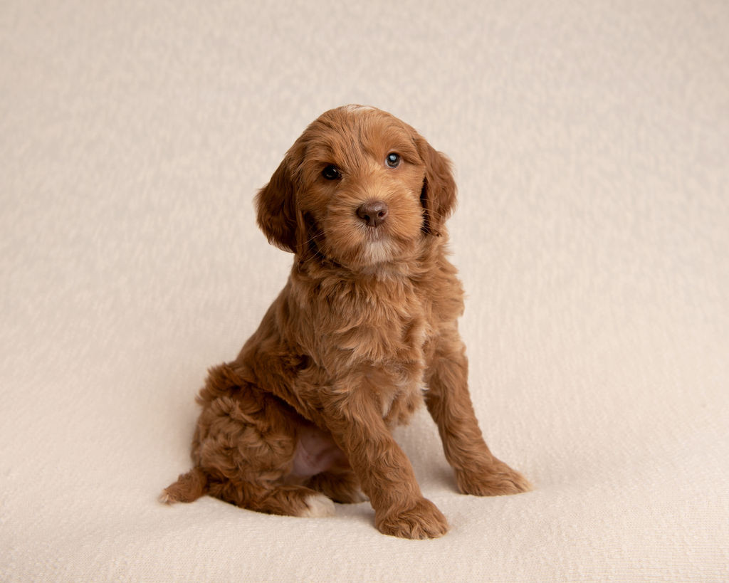 Buckley Australian Labradoodle Stud Buckley Australian Labradoodle Stud