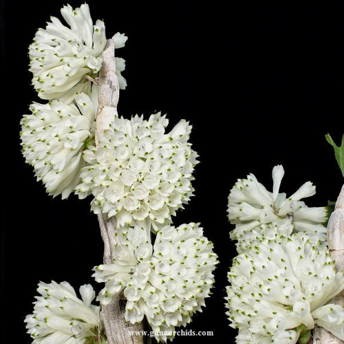 Buy Dendrobium Purpureum var Alba Orchid Online | Guna Orchids