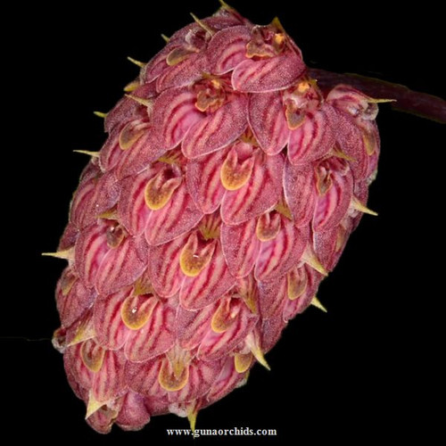 Buy Bulbophyllum Repens Orchid Online | Guna Orchids