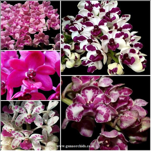 Buy Rhynchostylis Species SS 5 Pack Combo Orchid Online | Orchid Plants ...
