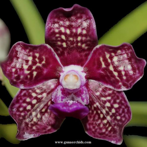 Buy Vanchoanthe Memoria Holland Tan BS Orchid Online | Orchid Plants ...