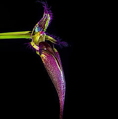 Bulbophyllum Fascinator Care Key | Guna Orchids