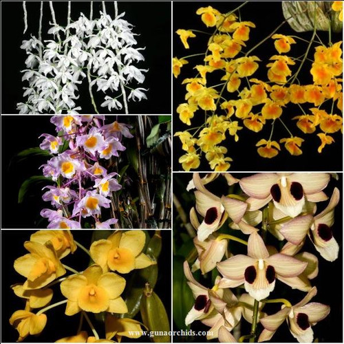 Buy Dendrobium Species 5 Pack Combo Orchid Online | Guna Orchids