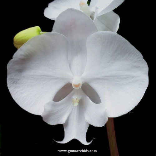 Buy Phalaenopsis Shu Long Moonlight Orchid Online | Guna Orchids