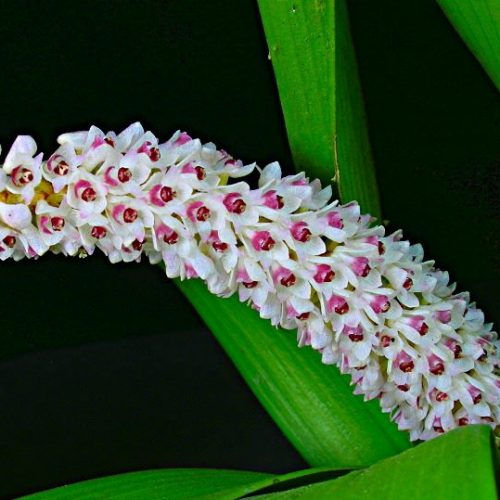 Eria Densa Care Key | Guna Orchids