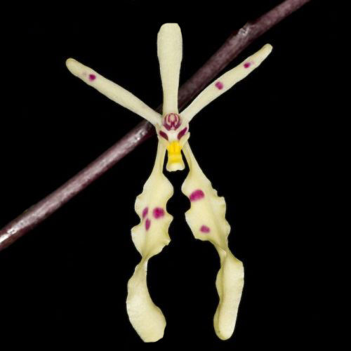 Renanthera Citrina Care Key | Guna Orchids