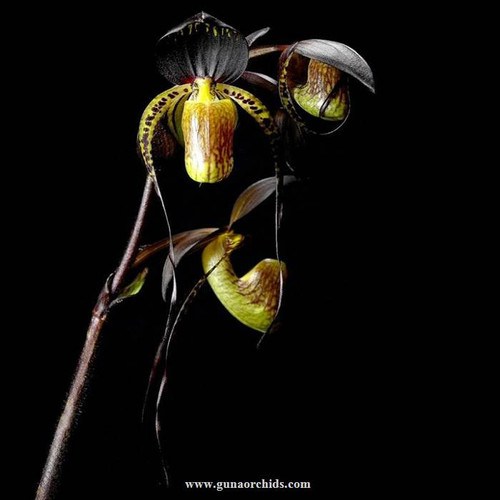 Buy Paphiopedilum Saint Tigris x Anitum Orchid Online | Guna Orchids
