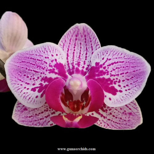 Buy Phalaenopsis Little Dark Beauty Orchid Online | Guna Orchids