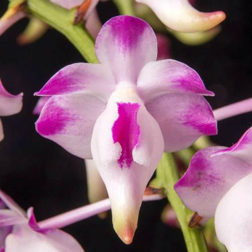 Aerides Lawrenceae Care Key | Guna Orchids