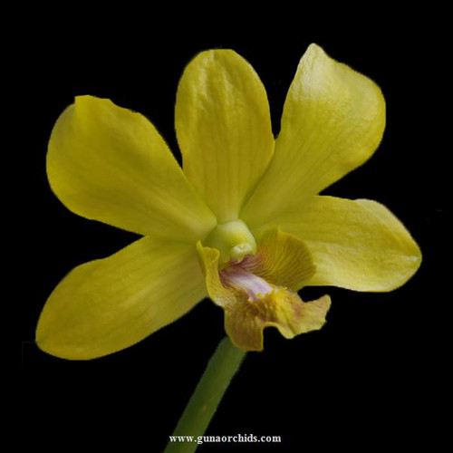 Buy Dendrobium Yellow #58 Orchid Online | Guna Orchids