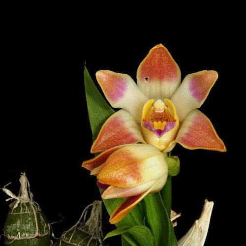 Chysis Limminghei Care Key | Guna Orchids