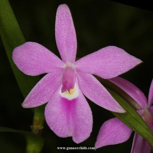 Buy Dimerandra Emarginata Orchid Online | Guna Orchids
