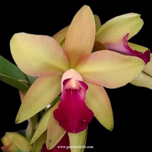 Buy Cattleya Crystelle Smith x Little Toshie Orchid Online | Guna Orchids