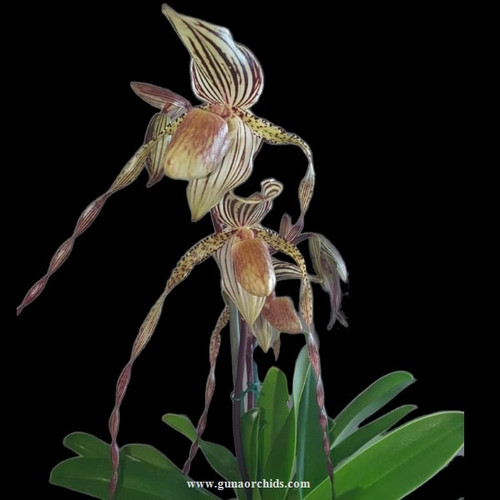 Buy Paphiopedilum Isabel Booth BS Orchid Online | Orchid Plants for ...