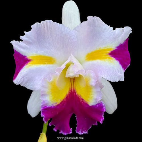 Buy Cattleya Patchara Fancy Orchid Online | Guna Orchids