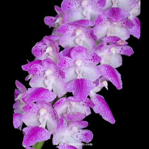 Buy Aerides Rosea Orchid Online | Guna Orchids