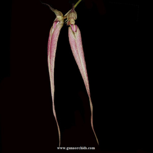 Buy Bulbophyllum Longissimum x Fascinator Orchid Online | Guna Orchids