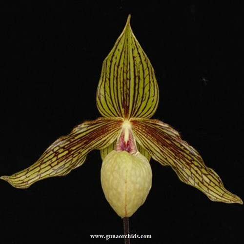 Buy Paphiopedilum Harold Koopowitz Orchid Online | Guna Orchids