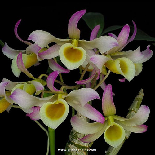 Buy Dendrobium Signatum Orchid Online | Guna Orchids