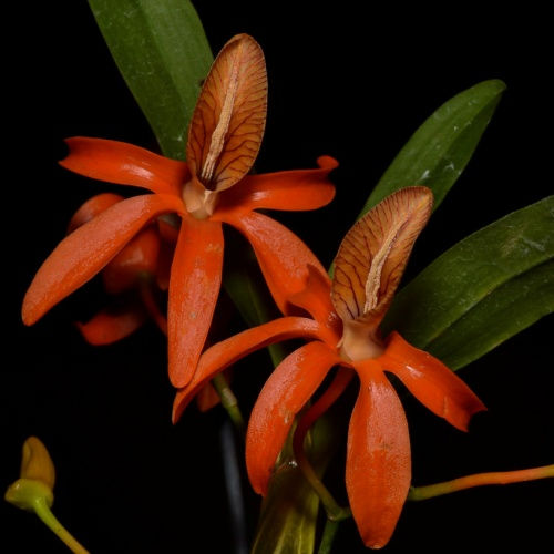 Dendrobium Unicum Care Key | Guna Orchids