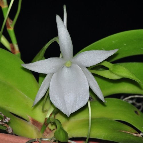 Angraecum Leonis Care Key | Guna Orchids