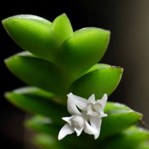 Microsaccus Griffithii Care Key | Guna Orchids