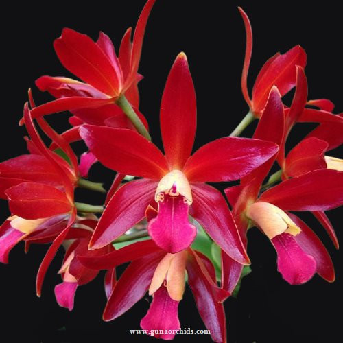 Buy Cattleya Chocolate Drops 'Volcano Queen' Orchid Online | Guna Orchids