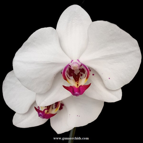 Buy Phalaenopsis Cosmic Flare Orchid Online | Guna Orchids