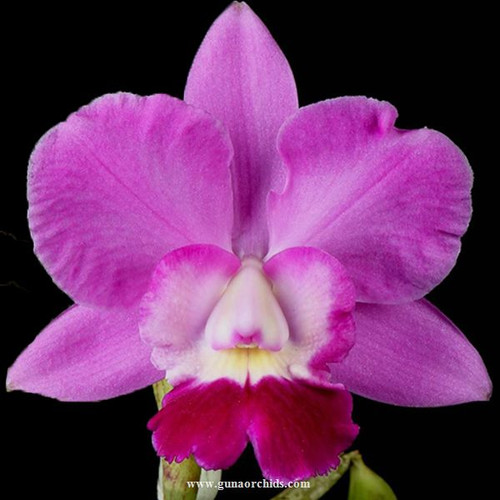 Buy Cattleya Aloha Case Orchid Online | Guna Orchids