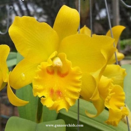 Buy Cattleya Jairak Delight Orchid Online | Guna Orchids