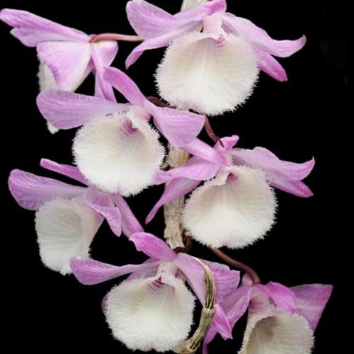 Dendrobium Primulinum Care Key | Guna Orchids