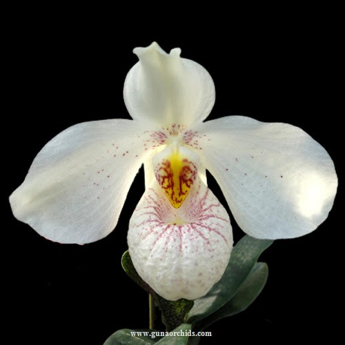 Buy Paphiopedilum Winter Pearl Orchid Online | Guna Orchids