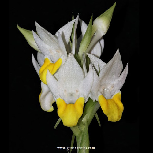 Buy Pecteilis Sagarikii Orchid Online | Guna Orchids