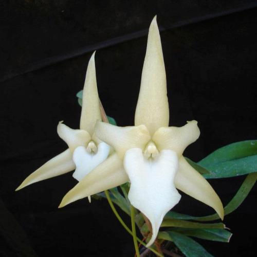Angraecum Sesquipedale Care Key | Guna Orchids
