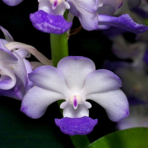 Rhynchostylis Coelestis Blue Care Key | Guna Orchids