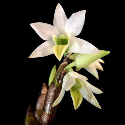 Dendrobium Scabrilingue Care Key | Guna Orchids