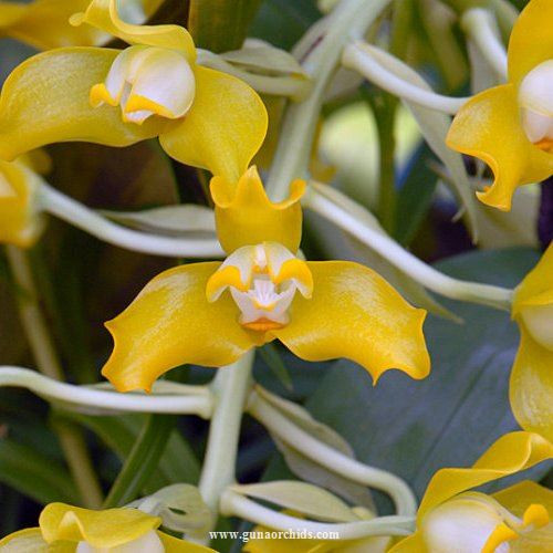 Buy Grammangis Ellisii var Alba Orchid Online | Guna Orchids