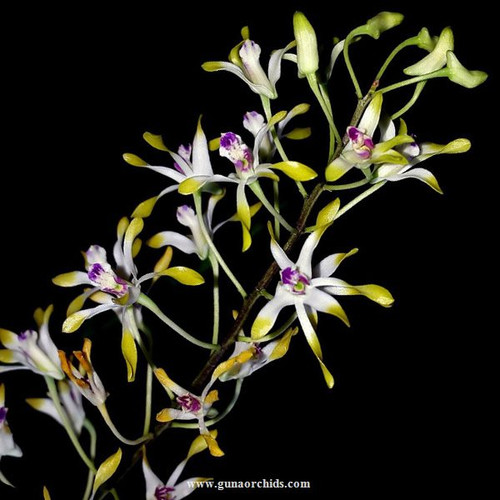Buy Dendrobium Canaliculatum Orchid Online | Guna Orchids