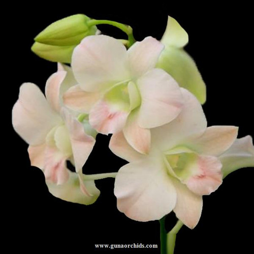 Buy Dendrobium Visa Peach Orchid Online | Guna Orchids
