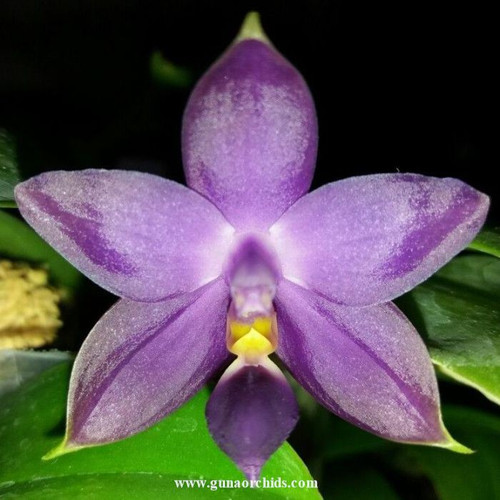 Buy Phalaenopsis Violacea var. Indigo NBS Orchid Online | Orchid Plants ...